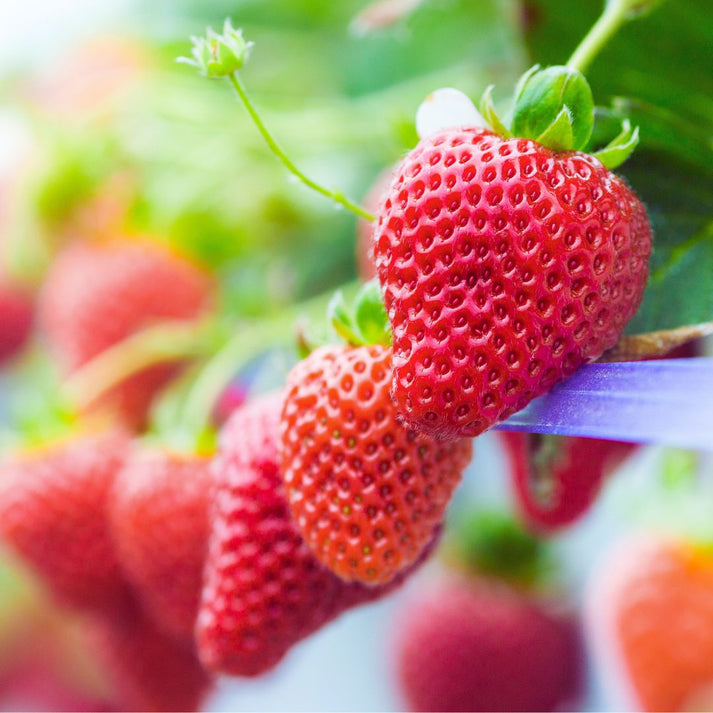Strawberry Seed Oil, Cold Pressed – Cosmetic Safety Solutions